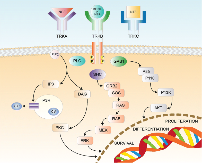 Methods for Identifying Patients with Tropomyosin Receptor Kinase (TRK ...