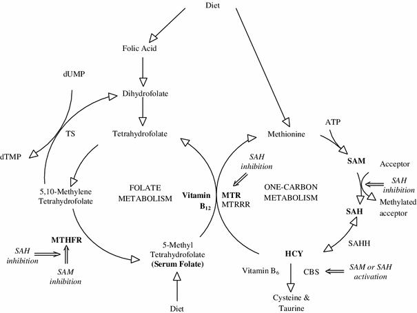 Effects of methionine synthase and methylenetetrahydrofolate reductase ...