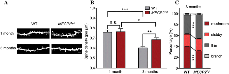 Distinct Defects in Spine Formation or Pruning in Two Gene Duplication ...