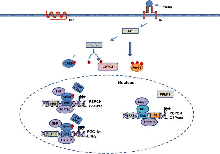 Transcriptional regulators of hepatic gluconeogenesis | SpringerLink
