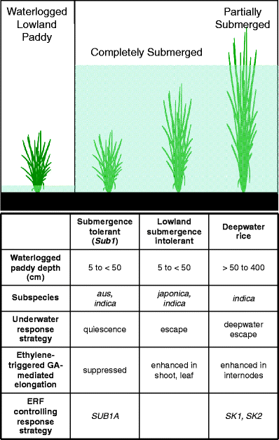 Submergence Tolerant Rice: SUB1’s Journey from Landrace to Modern ...