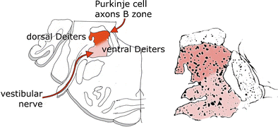 Deiters’ Nucleus. Its Role in Cerebellar Ideogenesis | SpringerLink