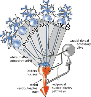 Deiters’ Nucleus. Its Role in Cerebellar Ideogenesis | SpringerLink
