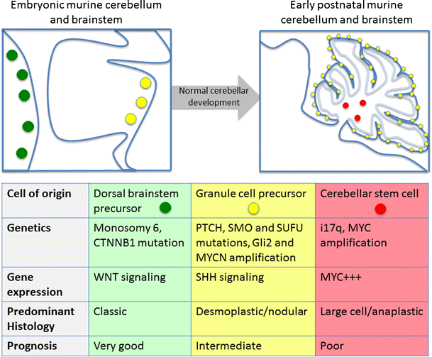 Consensus Paper: Cerebellar Development | SpringerLink