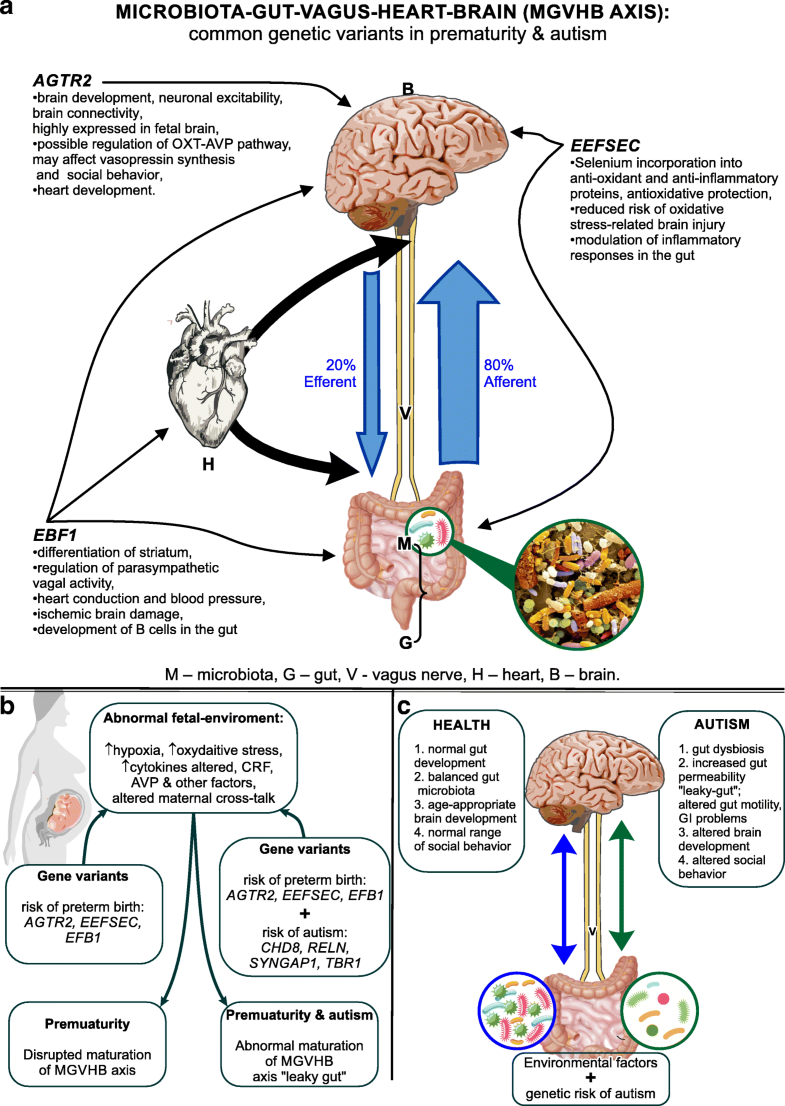 Common Genetic Variants Link the Abnormalities in the Gut-Brain Axis in ...