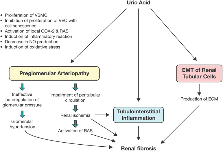 Management of Chronic Kidney Disease: The Relationship Between Serum ...