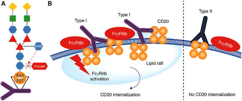 A Review of Obinutuzumab (GA101), a Novel Type II Anti-CD20 Monoclonal ...