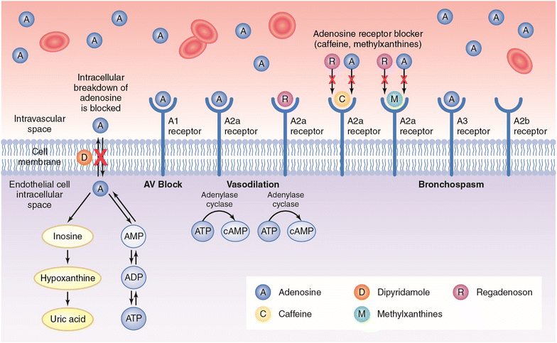 ASNC imaging guidelines for SPECT nuclear cardiology procedures: Stress ...