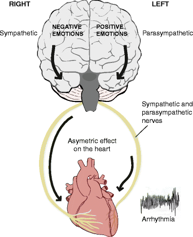Brain-heart interactions and cardiac ventricular arrhythmias | SpringerLink