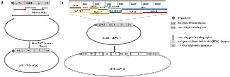 Establishment of an efficient reverse genetic system of Mumps virus S79 ...