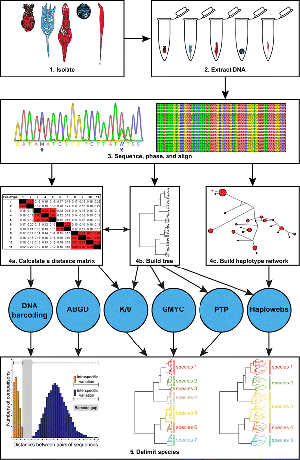 Guidelines for DNA taxonomy, with a focus on the meiofauna | SpringerLink