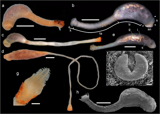 A new species of Falcidens (Mollusca, Aplacophora, Caudofoveata) from ...