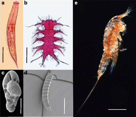 Characteristics of meiofauna in extreme marine ecosystems: a review ...