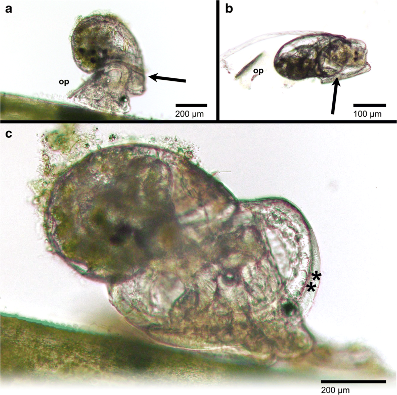 Natural history clues to the evolution of bivalved gastropods (Mollusca ...