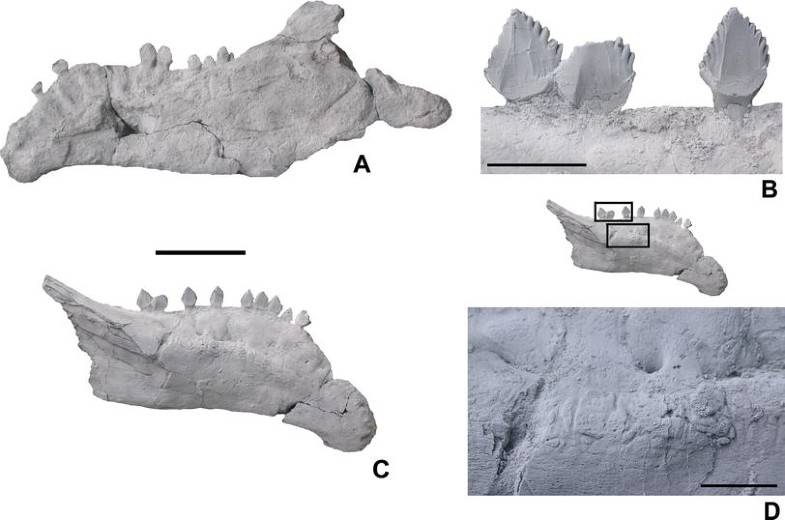 New remains of Hungarosaurus tormai (Ankylosauria, Dinosauria) from the ...