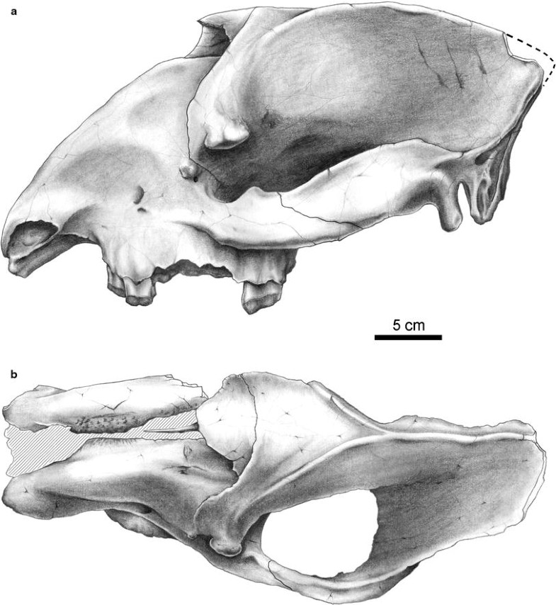 New remains of Astraponotus (Mammalia, Astrapotheria) and ...