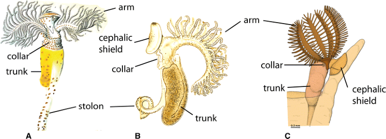 Graptolite reconstructions and interpretations | SpringerLink
