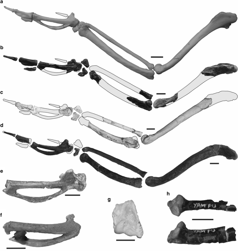 Morphology of the forelimb of Psilopterus bachmanni (Aves ...