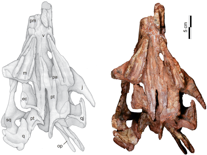 A new rhynchosaur from south Brazil (Santa Maria Formation) and ...