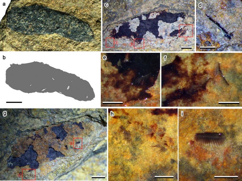 New species of Thylacocephala (Arthropoda) from the Spathian (Lower ...