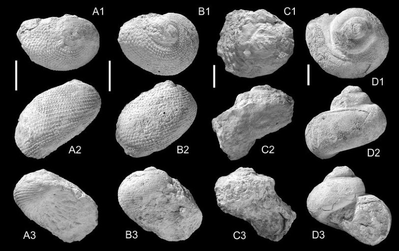 Early Miocene reef- and mudflat-associated gastropods from Makran (SE ...