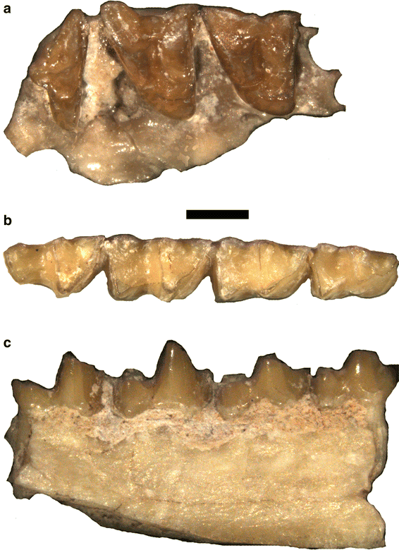 Review of the marsupials (Mammalia: Metatheria) from the late Paleogene ...