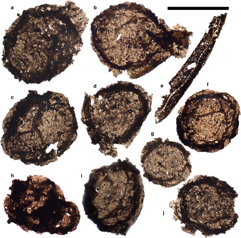 Unusual preservation of an Ordovician (Floian) arthropod from Peary ...