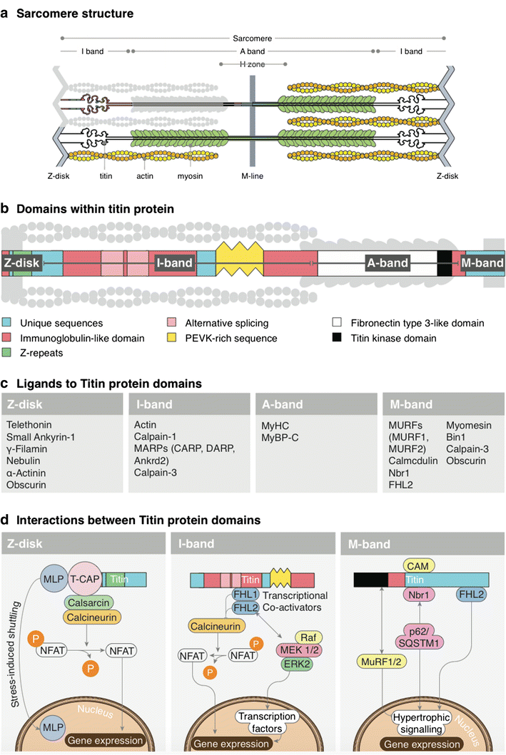 Genetic epidemiology of titin-truncating variants in the etiology of ...