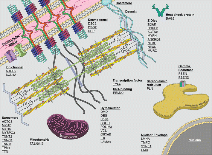 Genetic epidemiology of titin-truncating variants in the etiology of ...