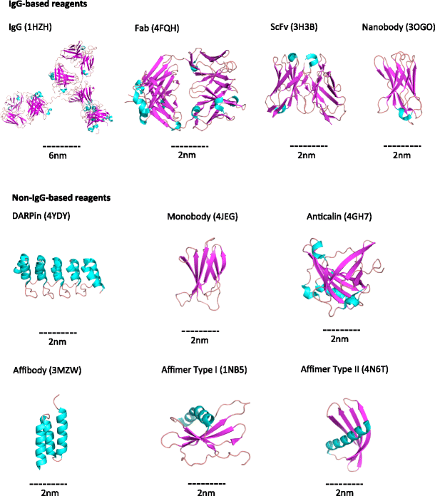 Alternative reagents to antibodies in imaging applications | SpringerLink