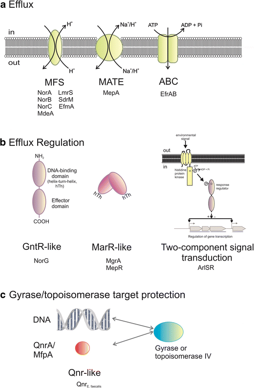 Antimicrobial resistance (AMR) nanomachines—mechanisms for ...
