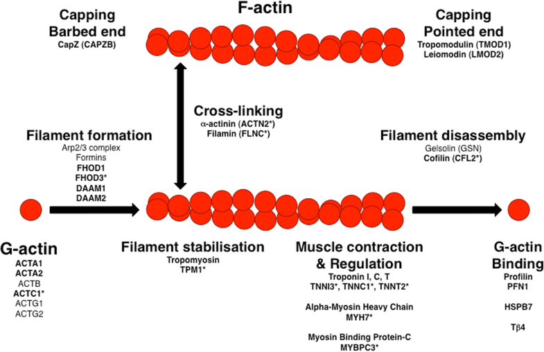 Actin-associated proteins and cardiomyopathy—the ‘unknown’ beyond ...
