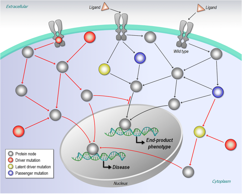 Precision medicine review: rare driver mutations and their biophysical ...