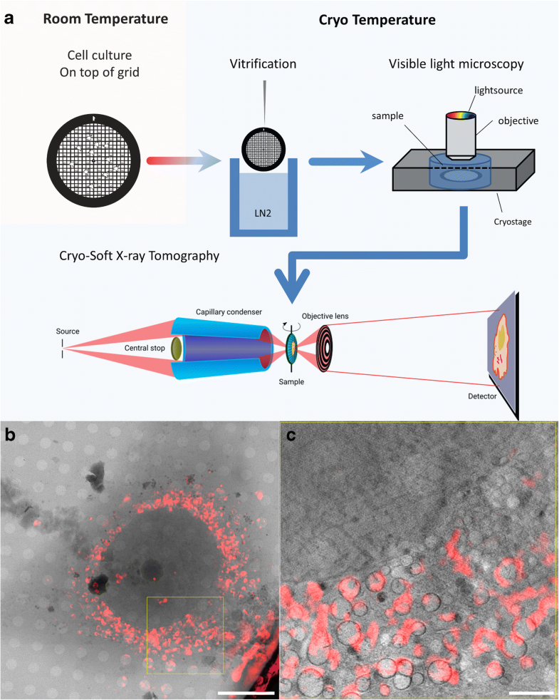 The cellular landscape by cryo soft X-ray tomography | SpringerLink