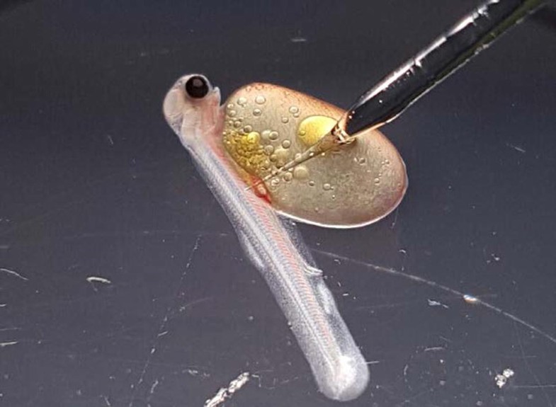 Application of surrogate broodstock technology in aquaculture ...