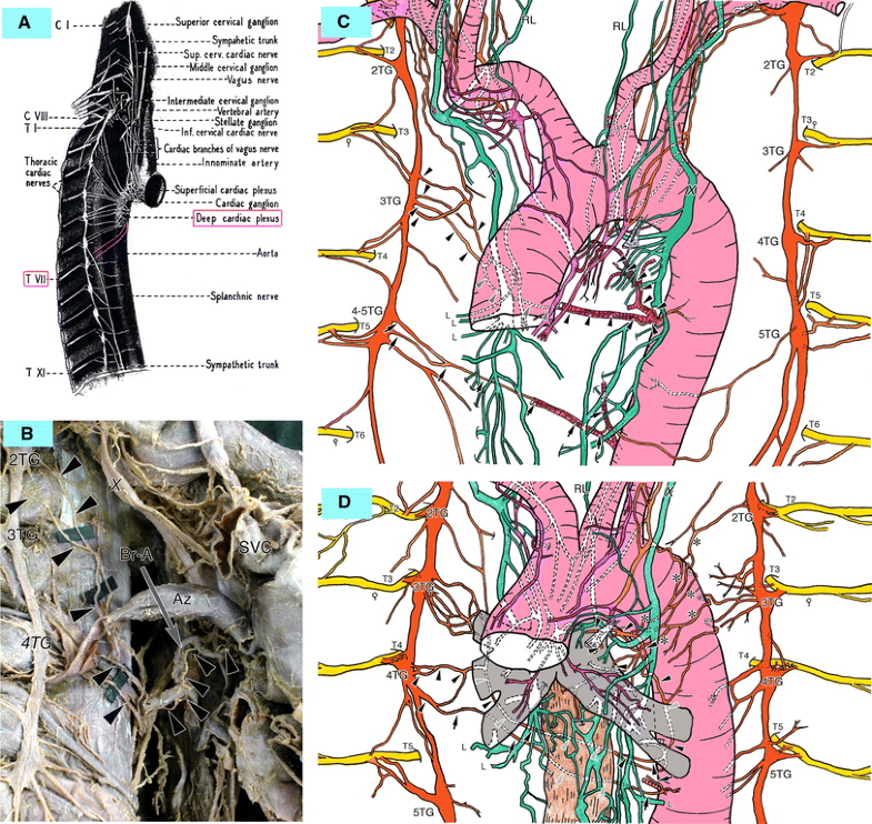 Anatomy of the cardiac nervous system with clinical and comparative ...