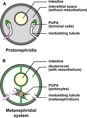 Evolutionary morphology of podocytes and primary urine-producing ...