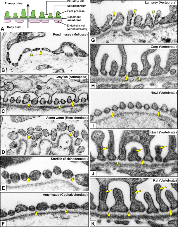 Evolutionary morphology of podocytes and primary urine-producing ...