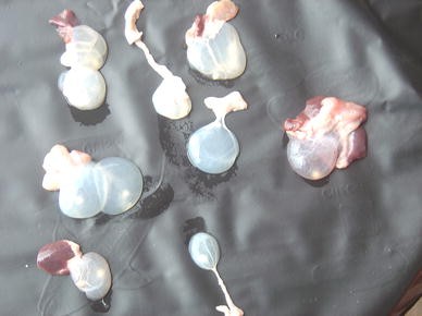 Prevalence and morphological characterisation of Cysticercus ...