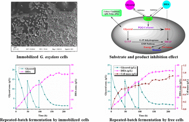 Batch and Repeated-Batch Fermentation for 1,3-Dihydroxyacetone ...