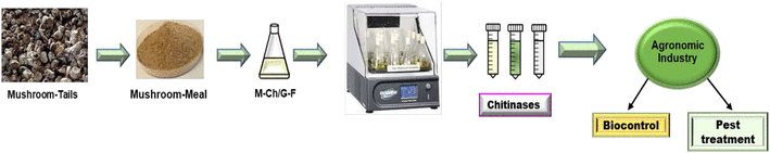 Chitinase Production by Trichoderma harzianum Grown on a Chitin-Rich ...