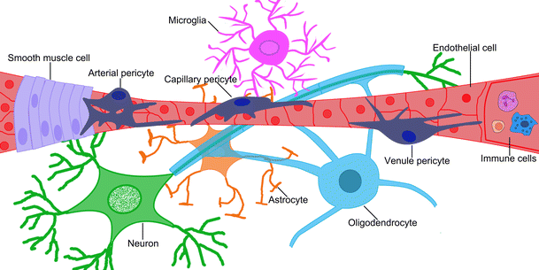 Pericytes in Brain Injury and Repair After Ischemic Stroke | SpringerLink