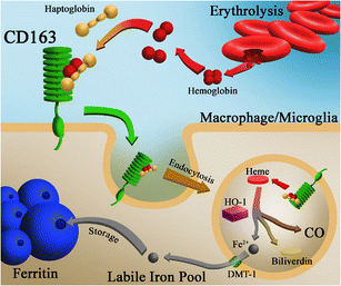 CD163, a Hemoglobin/Haptoglobin Scavenger Receptor, After Intracerebral ...