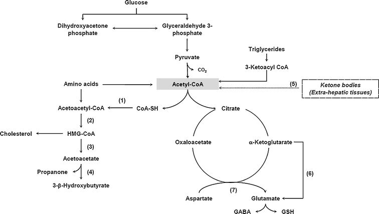The biochemistry of ketogenesis and its role in weight management ...