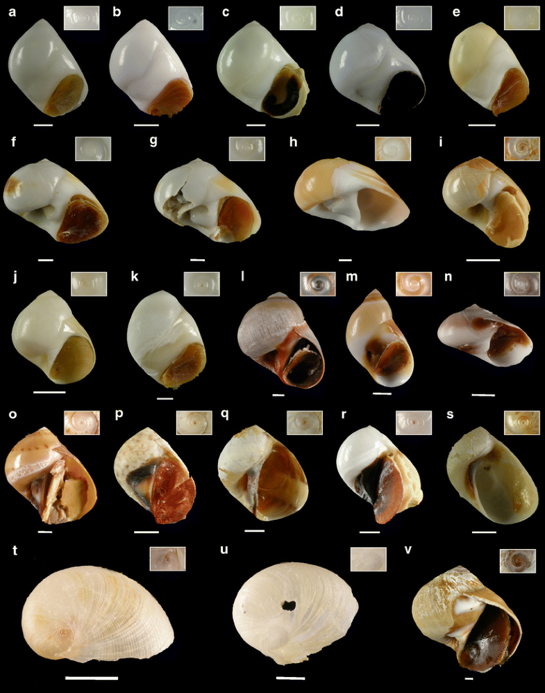 Systematics and phylogenetic species delimitation within Polinices s.l ...