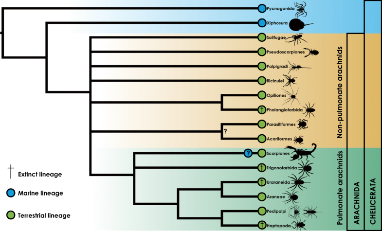 Exploring the evolution and terrestrialization of scorpions (Arachnida ...