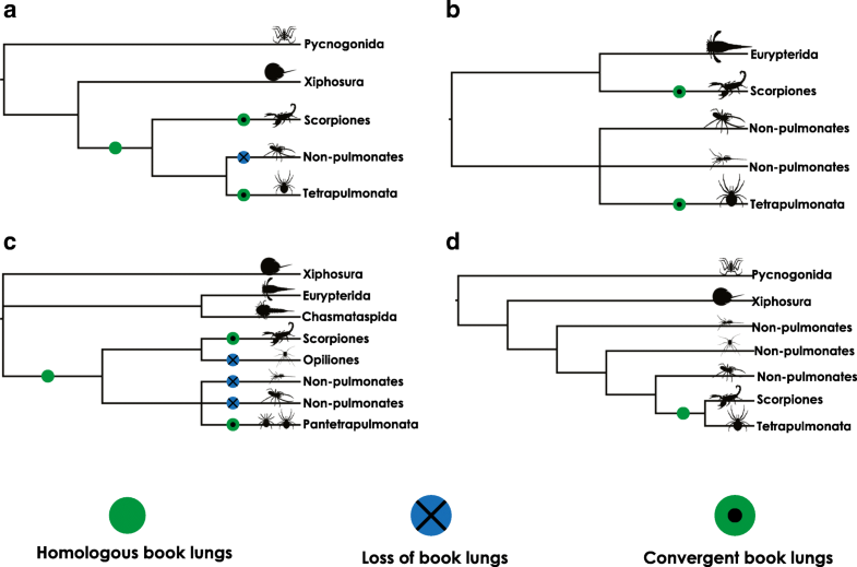 Exploring the evolution and terrestrialization of scorpions (Arachnida ...