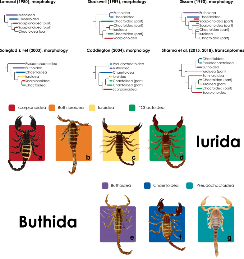 Exploring the evolution and terrestrialization of scorpions (Arachnida ...