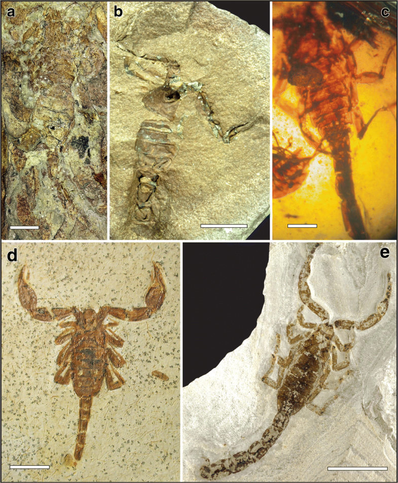 Exploring the evolution and terrestrialization of scorpions (Arachnida ...