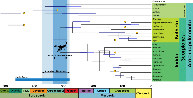 Exploring the evolution and terrestrialization of scorpions (Arachnida ...